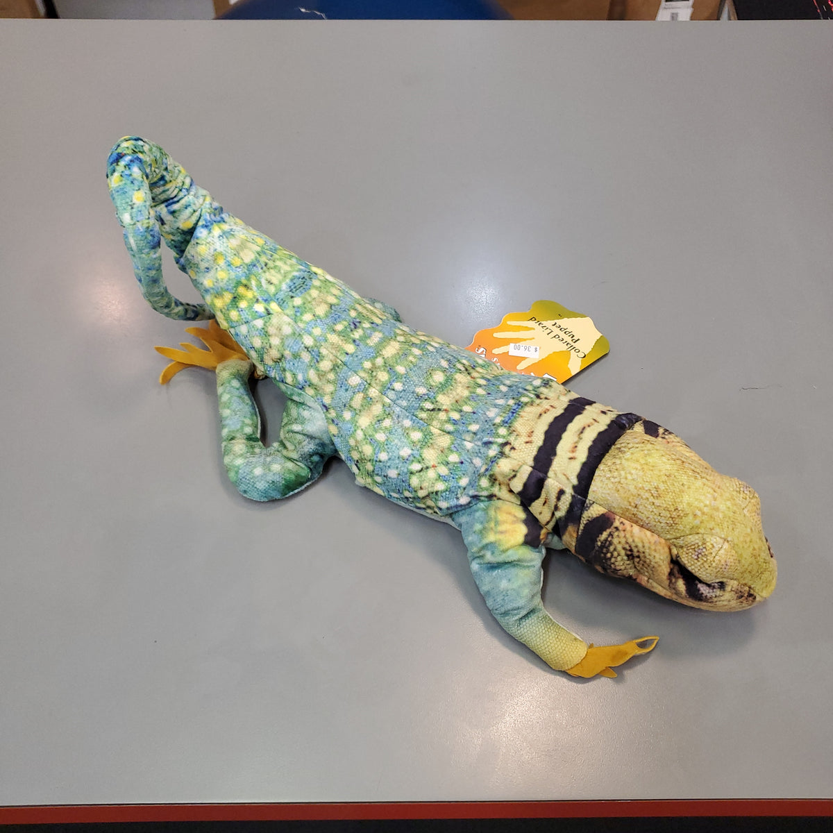 Collared Lizard Puppet – Mudpuddles Toy Store